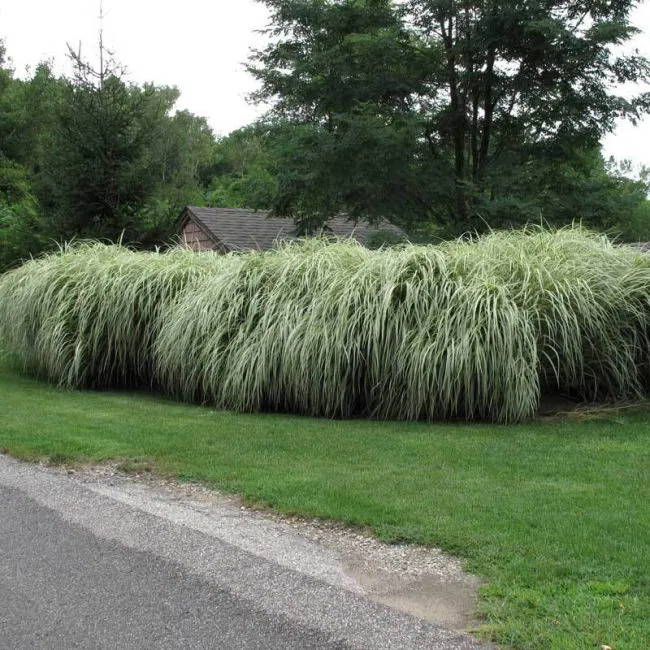 Miscanthus sinensis Variegatus