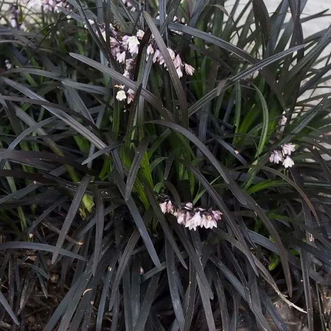 Ophiopogon plan. Nigrescens