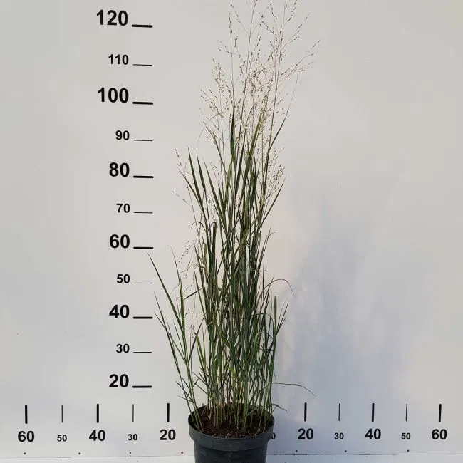 Panicum virgatum Heavy Metal