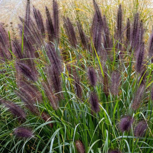 Pennisetum alopecuroides Black Beauty