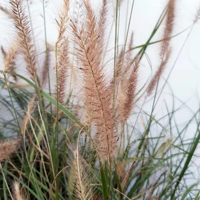 Pennisetum alopecuroides Hameln