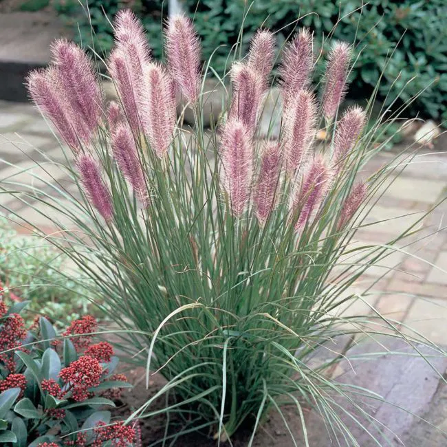 Pennisetum alopecuroides Red Head