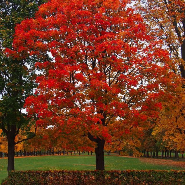 Quercus Rubra