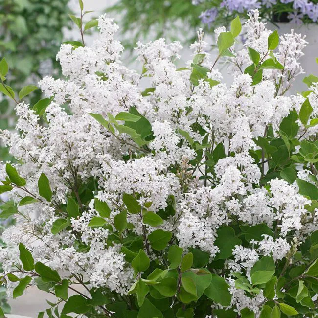 Syringa Flowerfest White