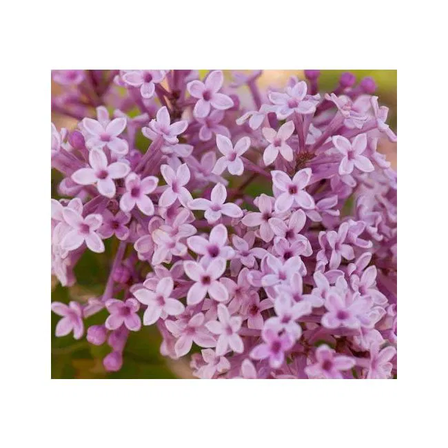 Syringa Josee