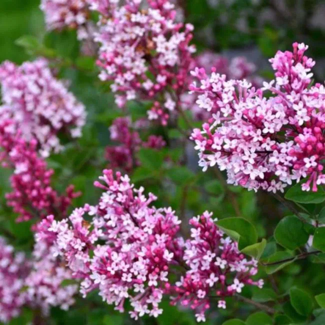 Syringa Tinkerbelle