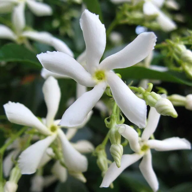 Trachelospermum Jasminoides