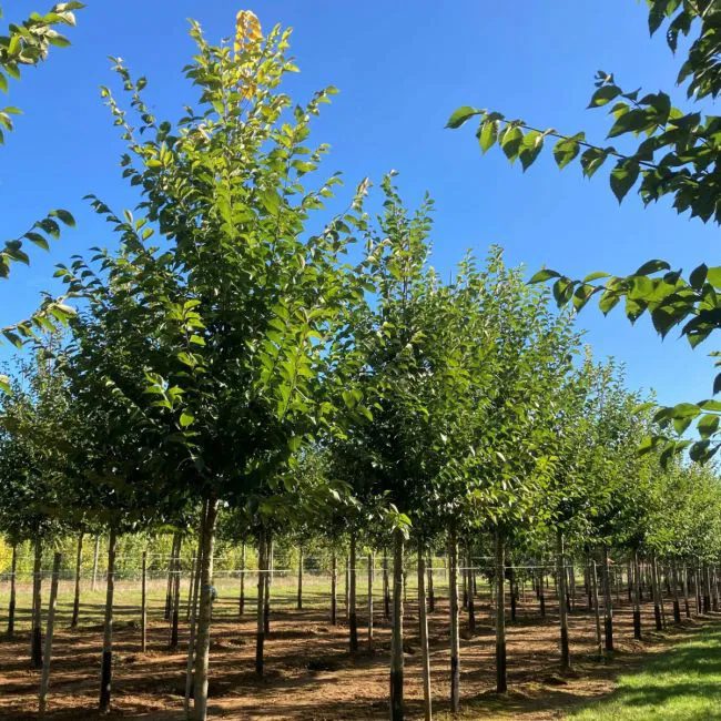 Ulmus Rebona