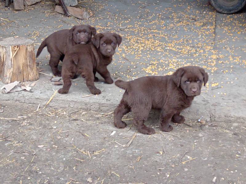 Štenci Labradora odličnog porekla