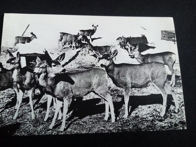 Jelenska divljač,cb razglednica,oko 1960,čista.