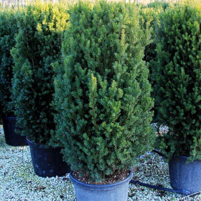 Taxus media Hillii