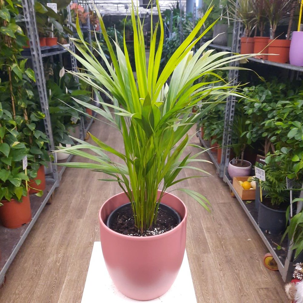 Dypsis lutescens- Areca palma 75 cm