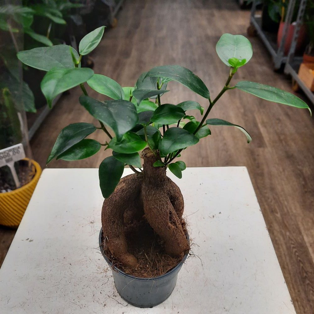 Ficus microcarpa-Bonsai 20 cm