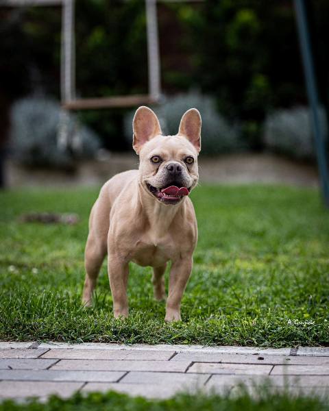 Francuski buldog, mlade ženke