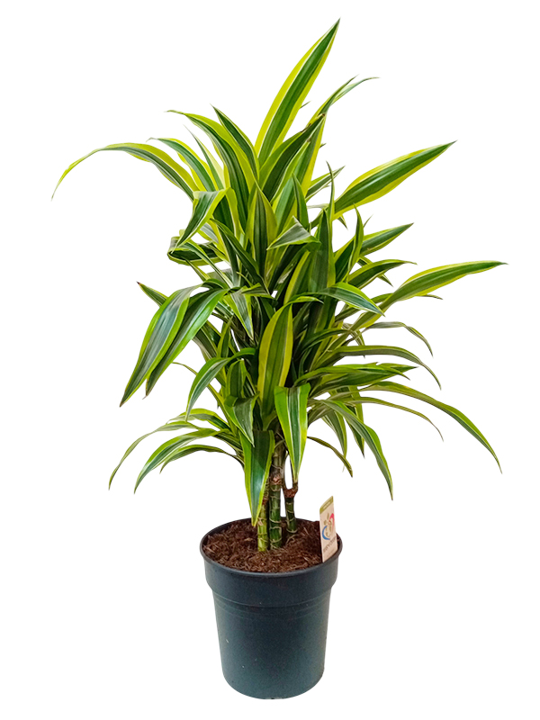 Dracena ‘Lemon Lime’