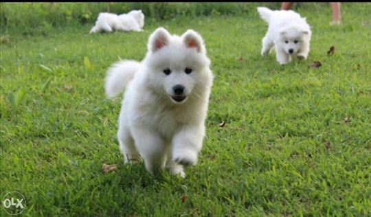 Čistokrvni Samojed Samoyed štene mužjak i ženka