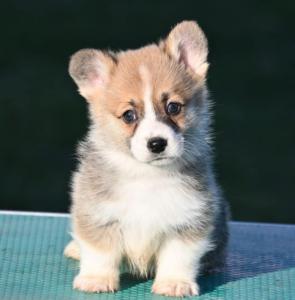 VELSKI KORGI/WELSH CORGI PEMBROKE