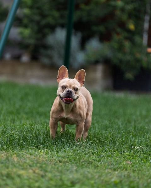 Francuski buldog, mlade ženke