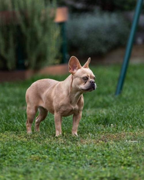 Francuski buldog, mlade ženke