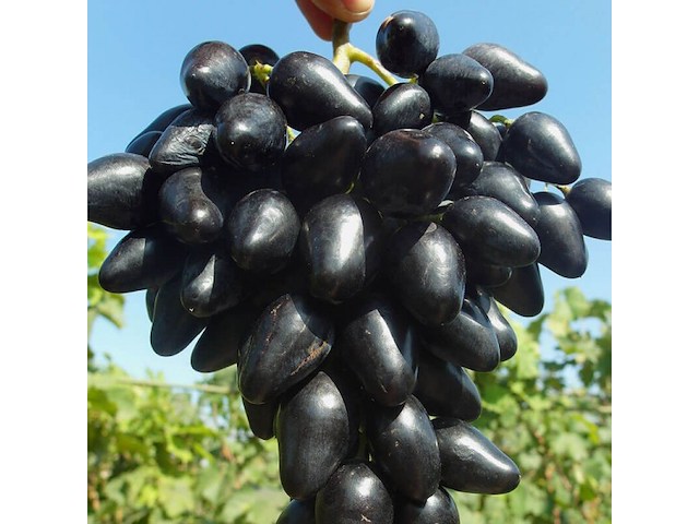 Stono grožđ  Pepper Black   (kalem plemka )