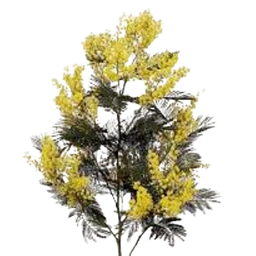 ACACIA MIMOSA