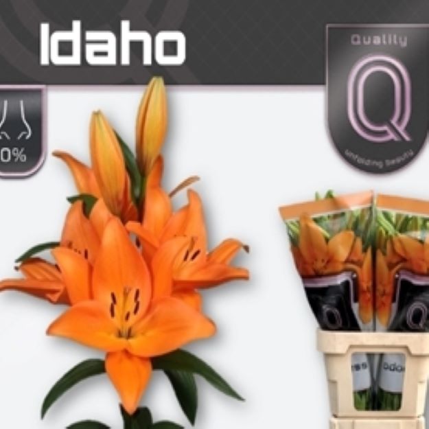 Li La Idaho