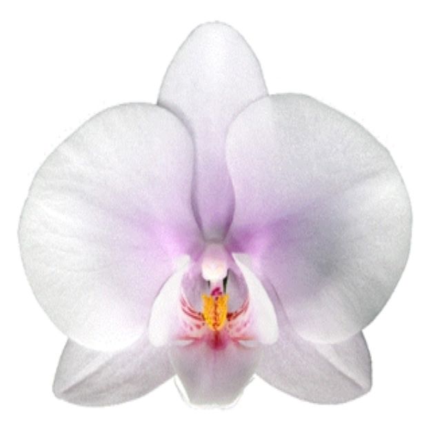 Phalaenopsis (head) okayama