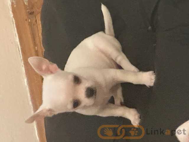 Civava stene Chihuahua apple head