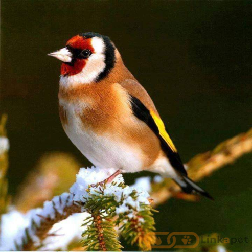 Štiglici-Carduelis carduelis