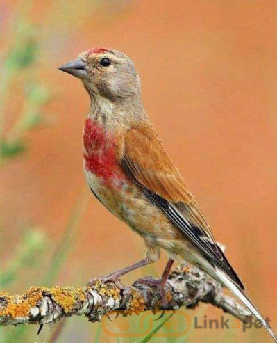 Aniflan- Carduelis cannabina