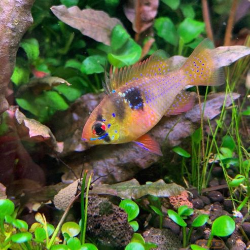 Mikrogeophagus ramirezi