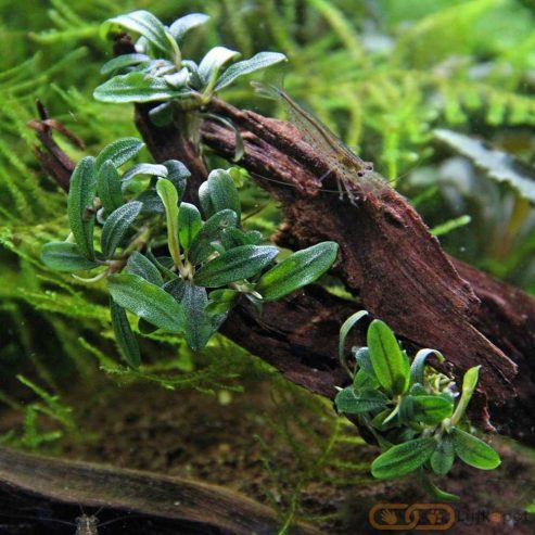 Bucephalandra sp. “Mini Needle Leaf”