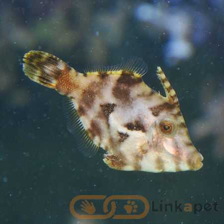 Matted Filefish – Acreichthys Tomentosus