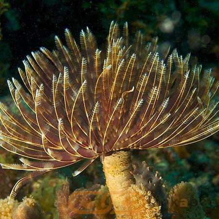 Sabellastarte sp – Brown/White Feather Duster