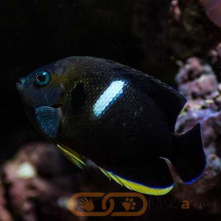 Centropyge Tibicen – Tibicen Angelfish