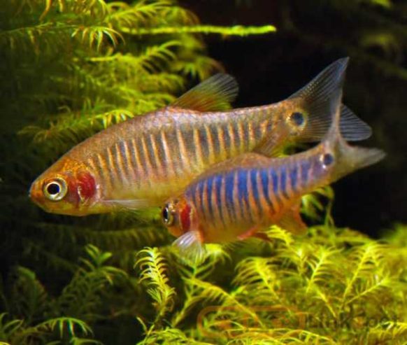 Danio Erythromicron (Mikrorazbora eritromikon)