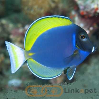 Acanthurus leucosternon Hybrid – Powder Blue and Powder Brown Hybrid