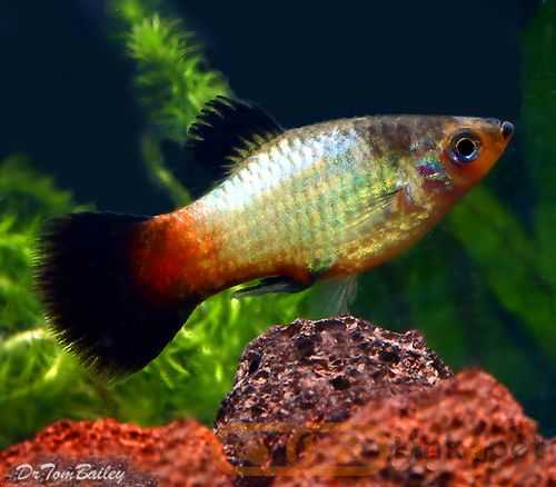 Xiphophorus Maculatus (Platika) – Trikolor Miki Maus