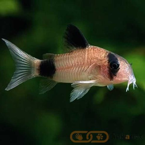 Corydoras Panda