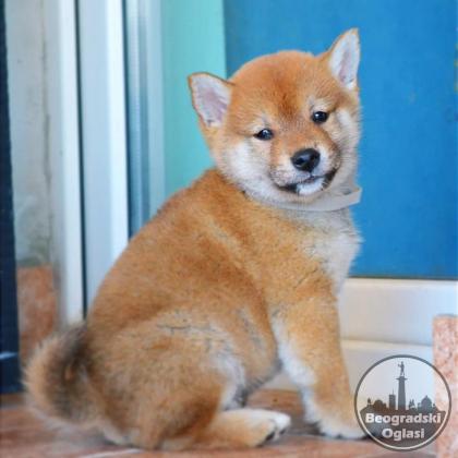 Shiba Inu štenci