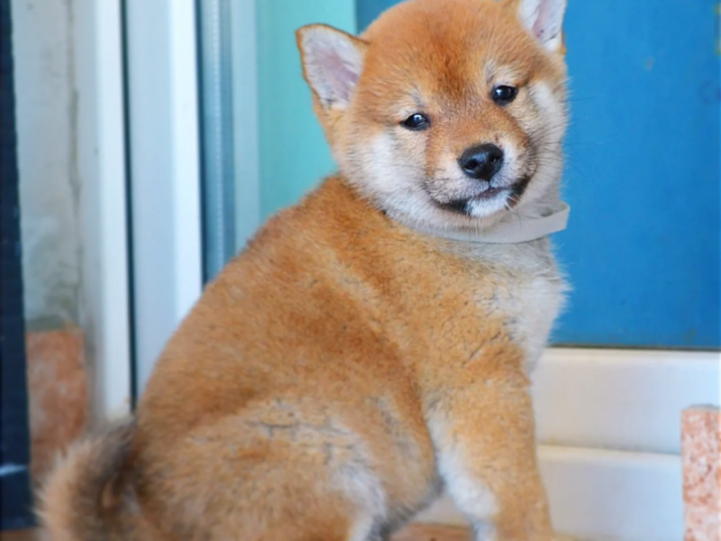 Shiba Inu štenci