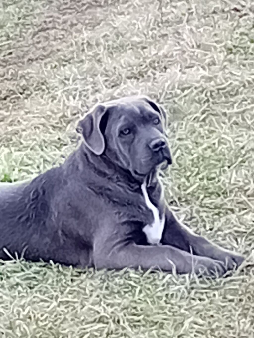 Cane Corso stenci stari 4 meseca Muzjaci i zenke na prodaju Šabac