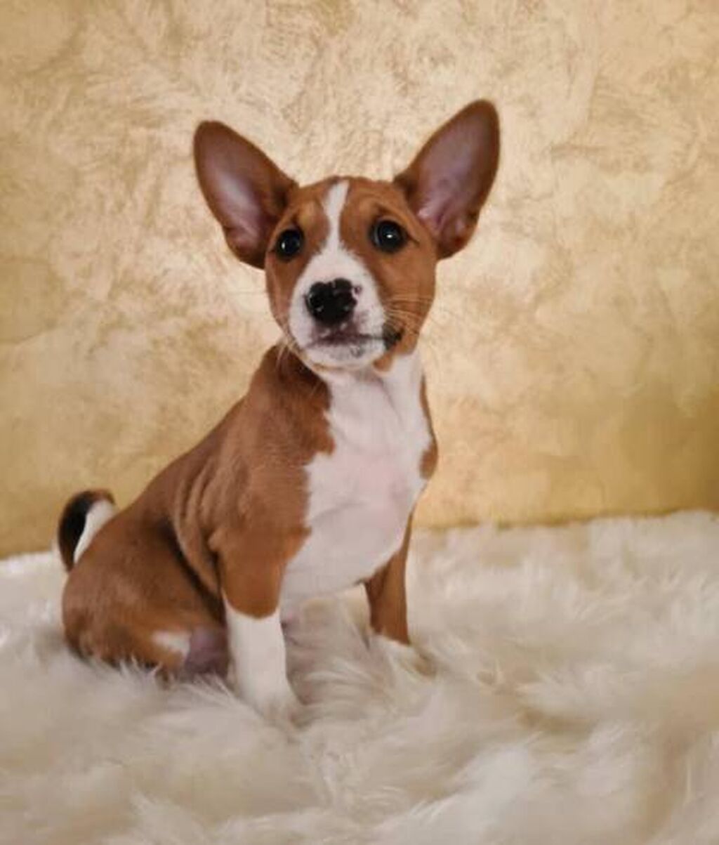 Basenji stenci Basenji stenci, starosti 2 meseca, vakcinisani