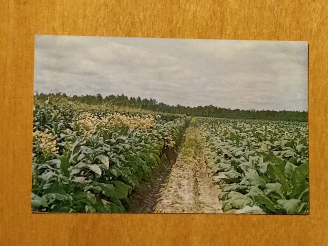 Polje Duvana - Topping Tobacco - Putovala