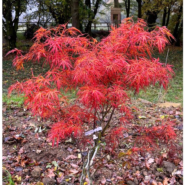 Acer palmatum