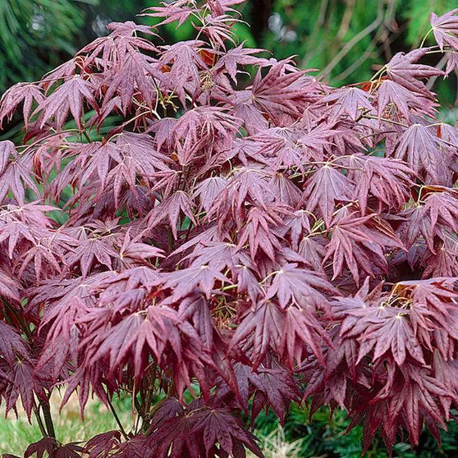 Acer palmatum Atropurpureum