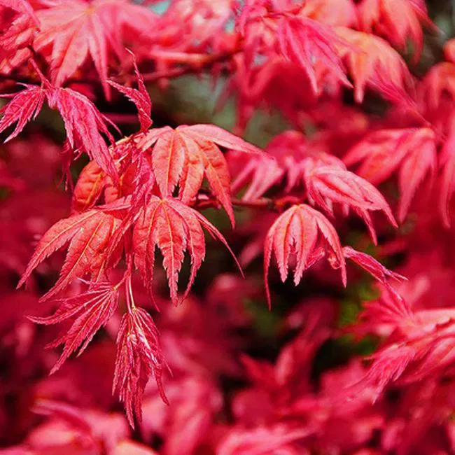 Acer palmatum Beni Maiko