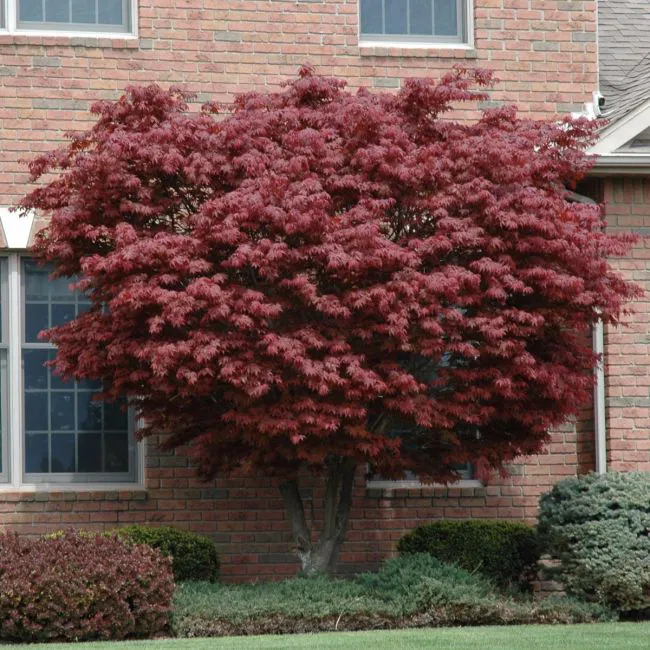 Acer palmatum Bloodgood