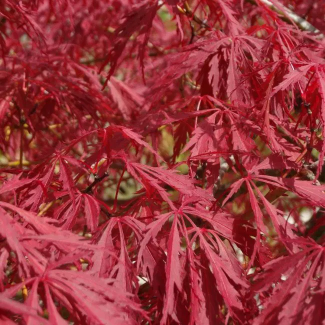 Acer palmatum dissectum Garnet