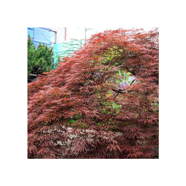 Acer palmatum Dissectum Inaba-Shidare